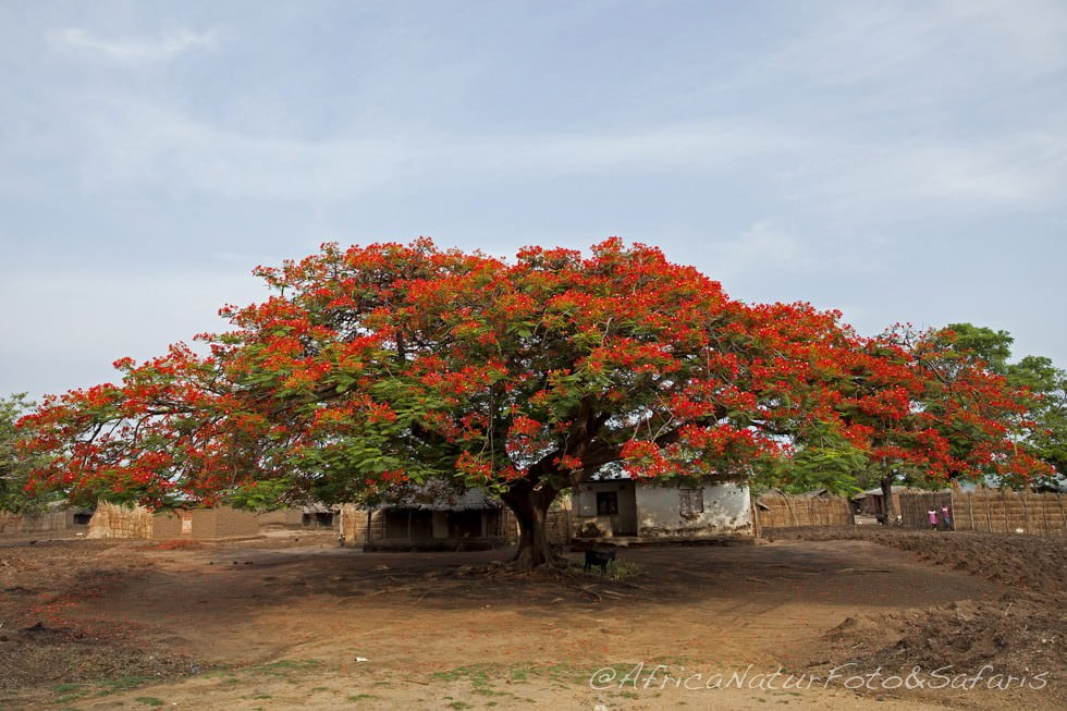 Malawi pictures, made by Africa Naturfoto