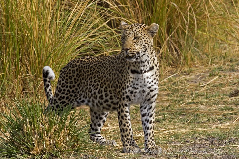 Botswana photography by Africa Naturfoto