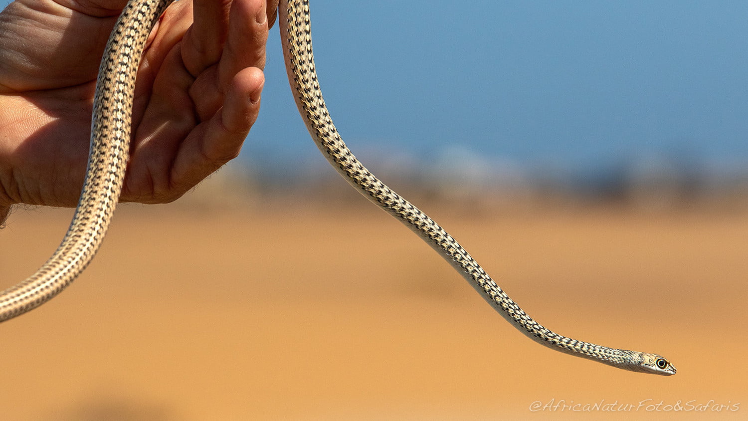 Immagini Namibia, fotografie di Africa NaturFoto