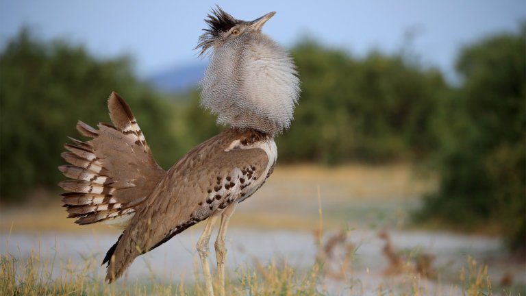 Botswana photography by Africa Naturfoto
